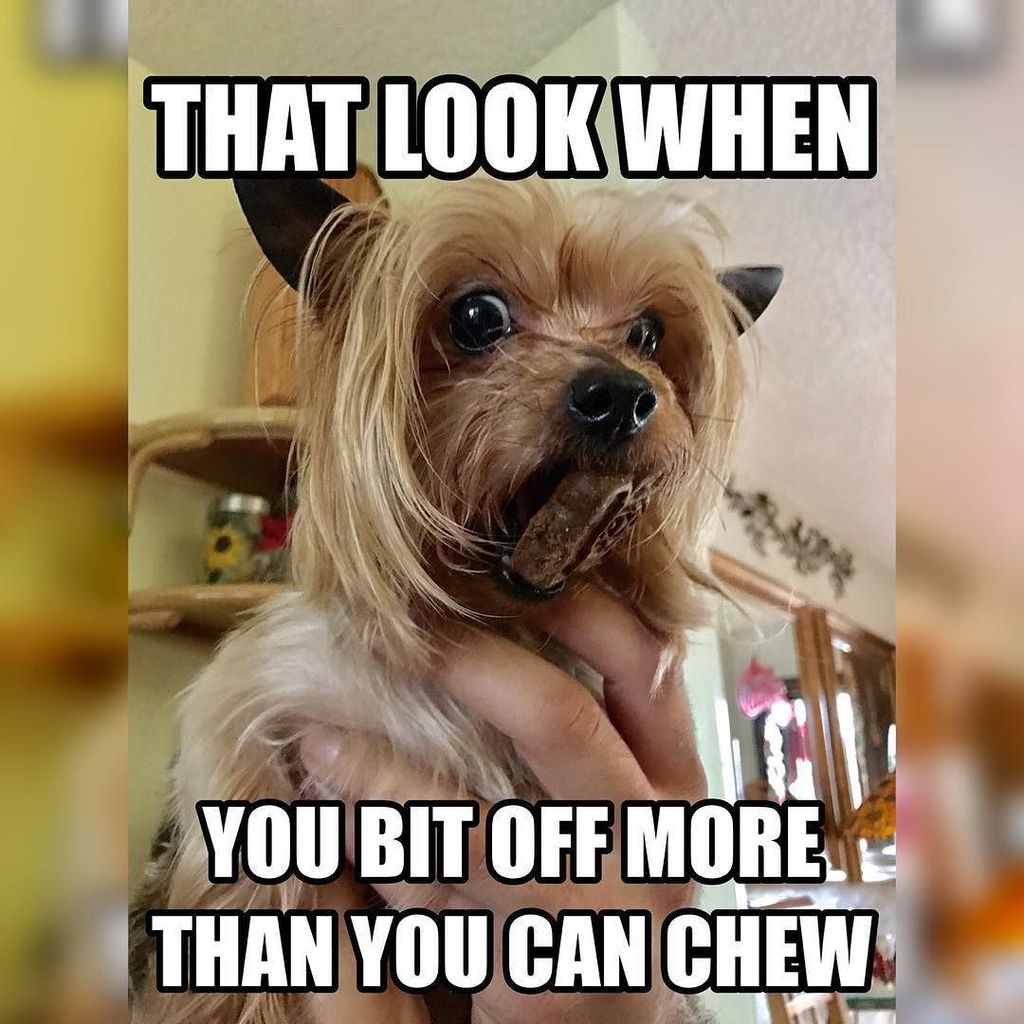 Yorkie Memes