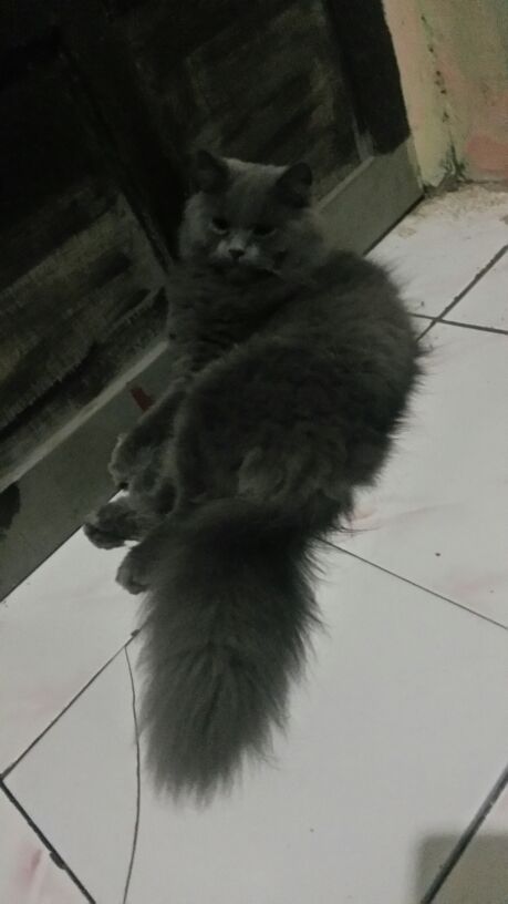 Kucing Persia Medium Abu Abu