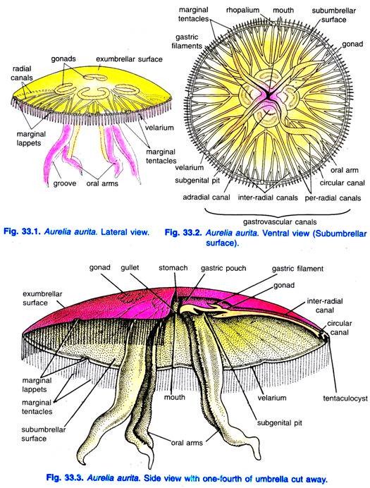 Anatomy Of The Moon Jelly Aurelia Aurita Marine Biology Anatomy