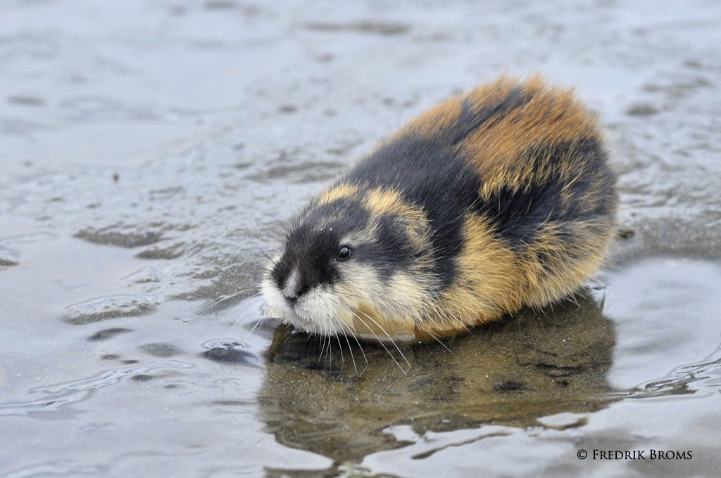 Baby Lemming
