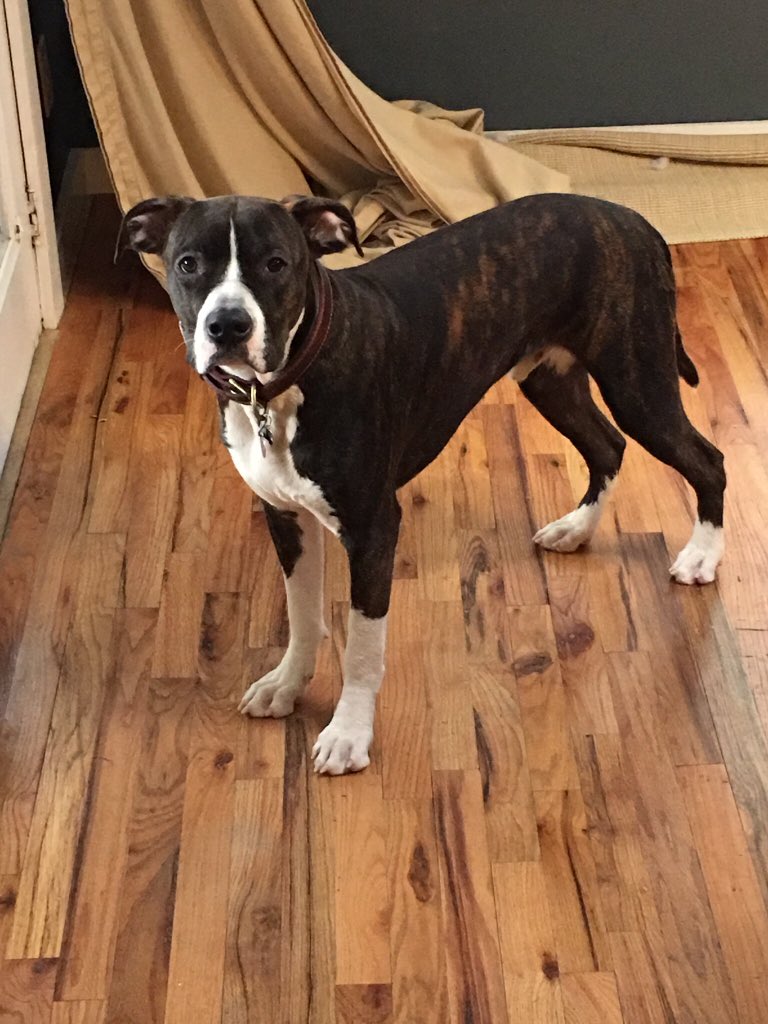 Alan Vukas on Twitter: "Here is a picture of Bodhi who is NOT #petfooled :)… "