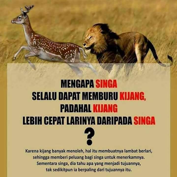 Kata Bijak Gambar Singa - Kata-Kata Bijak