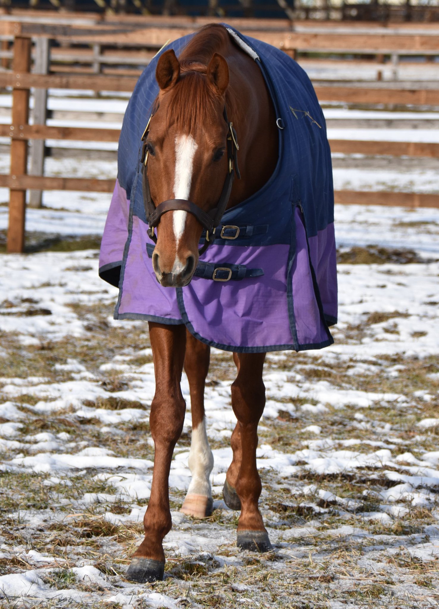 パカパカ工房 On Twitter Jra5勝を上げたダブルスター(父シニスターミニスター、母ダッシングハニー、母父アサティス)も種牡馬