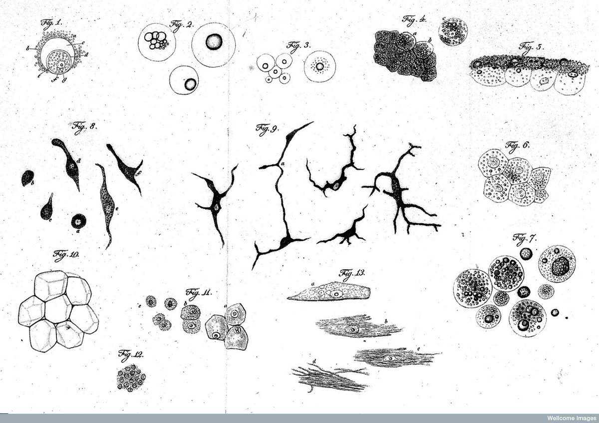 Theodor Schwann Cell Theory