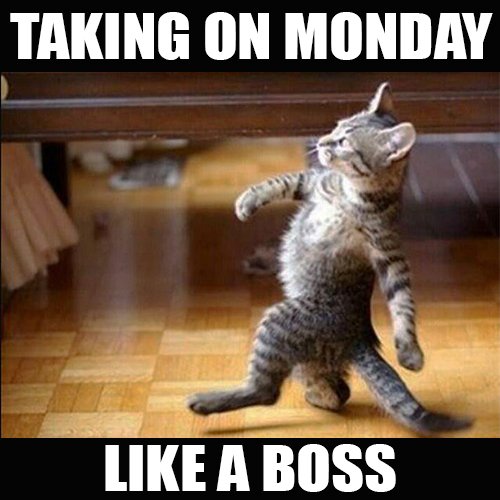 Like A Boss Cat Walking Meme