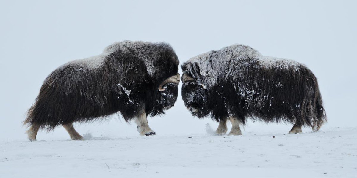 Huge musk ox fight in head on battle | BBC Earth | Scoopnest