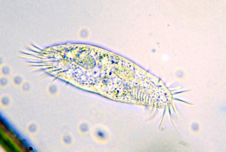 Euplotes Under Microscope