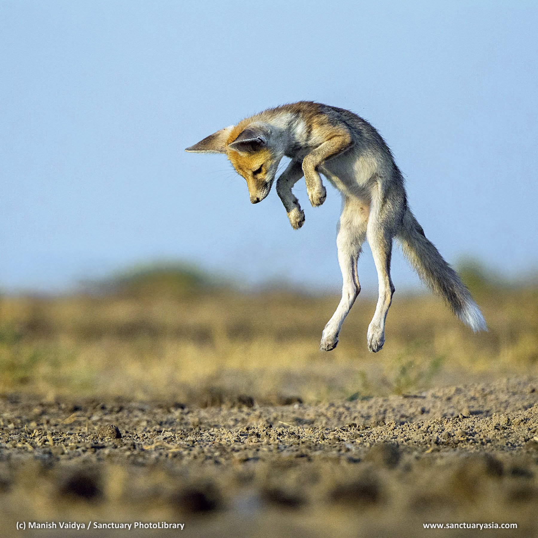 Desert Fennec Fox Hunting 10 Fascinating Facts About Fennec Foxes