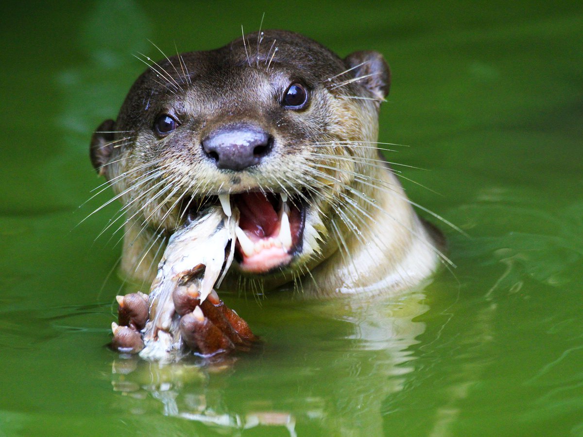 Foto del día: Borneo: Una nutria come pescado frente a la cámara ...