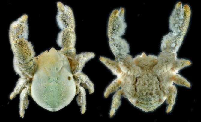 TIL: The Hoff Crab is a deep sea crustacean that survives off ...