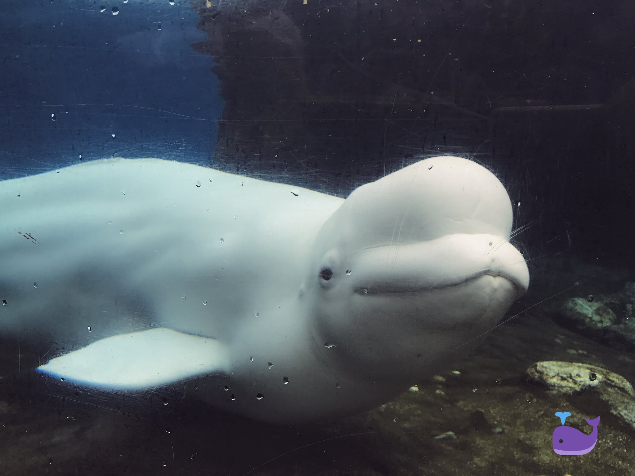 Beluga Whales Smiling
