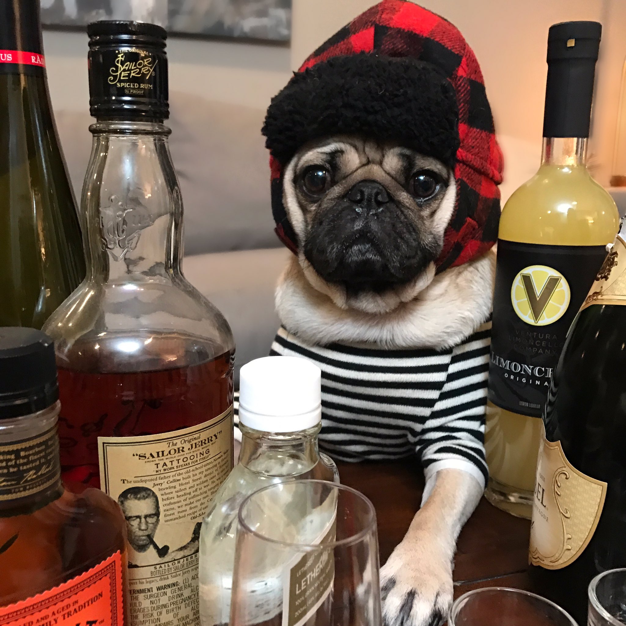 Pug With Alcohol