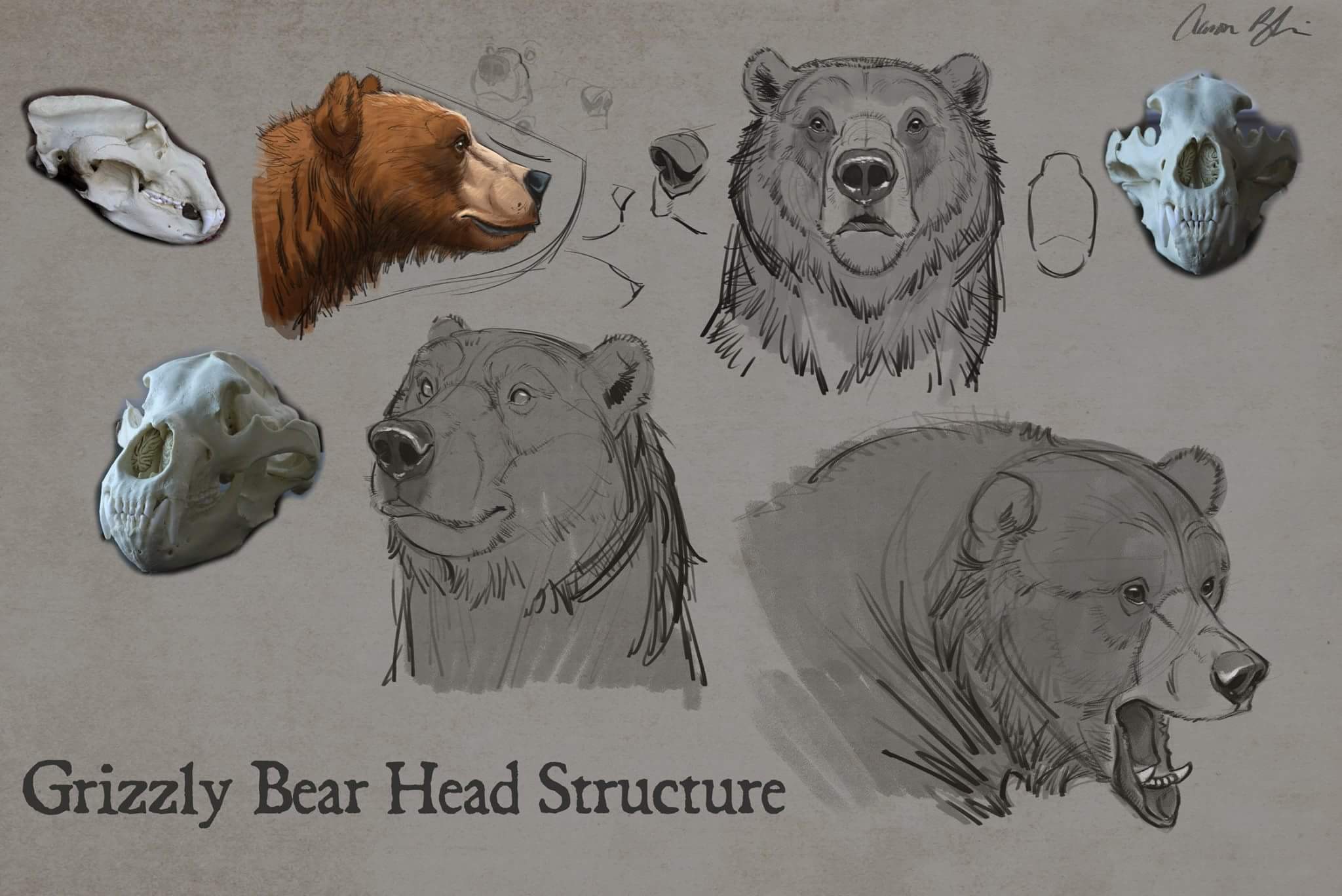 How To Draw A Grizzly Bear Face