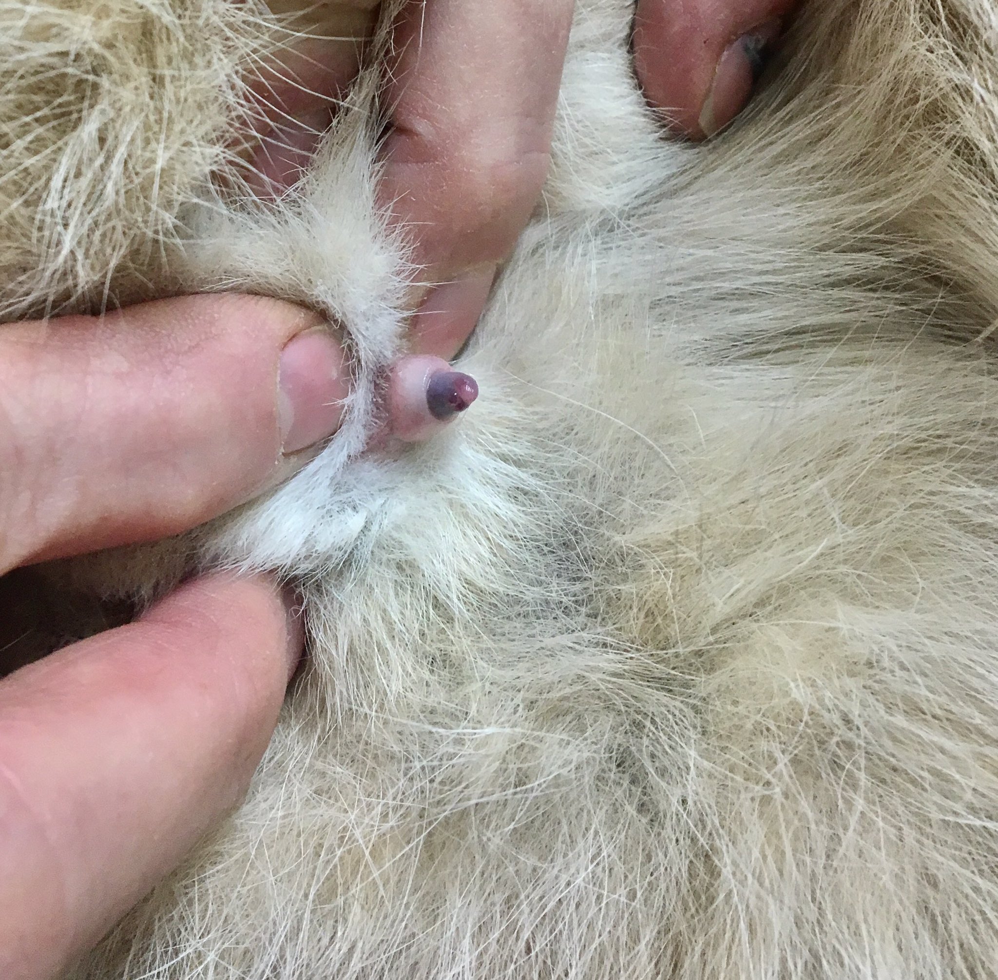 Male Cat Genitalia Spikes