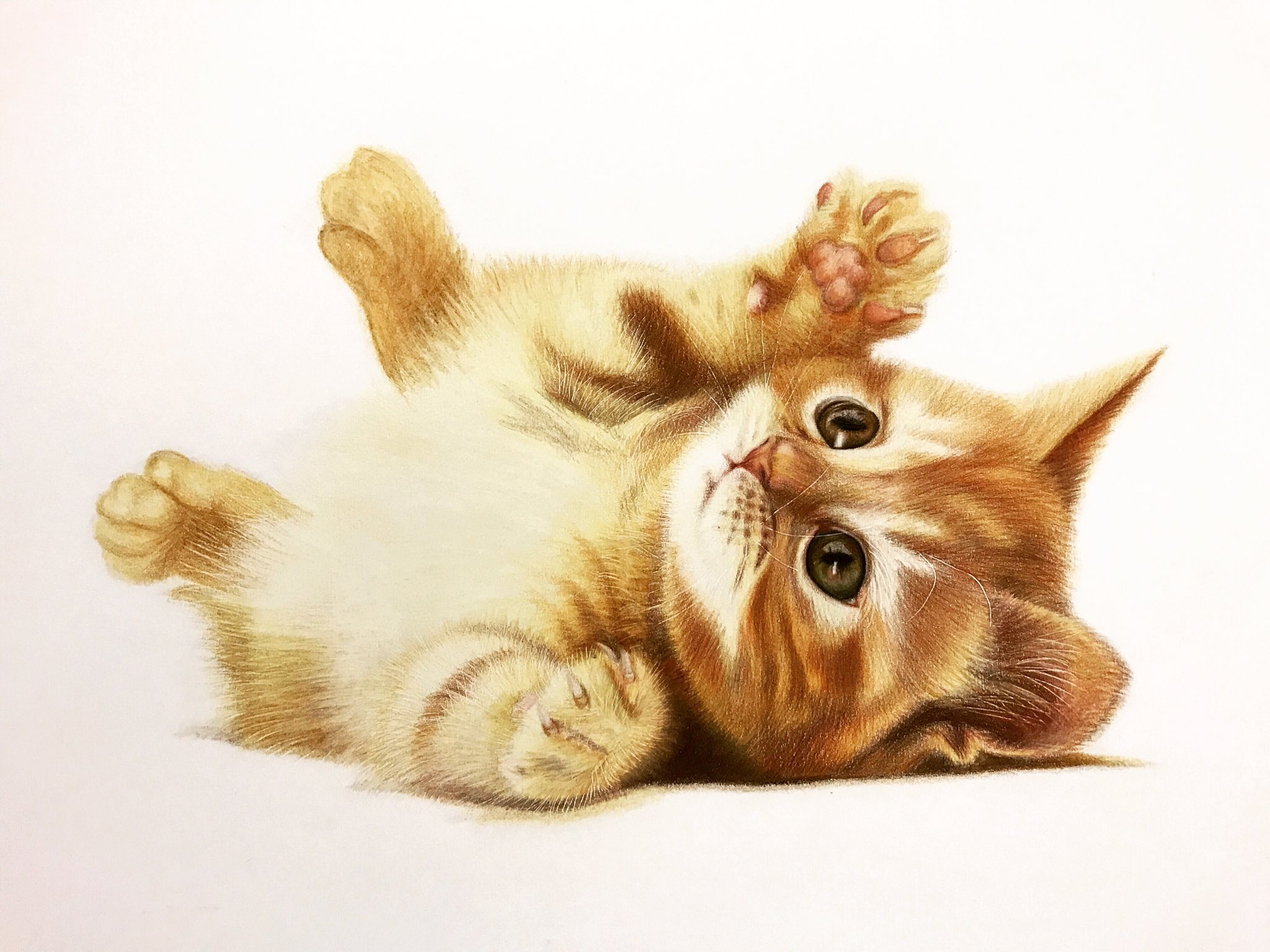 Kitten Pencil Drawing