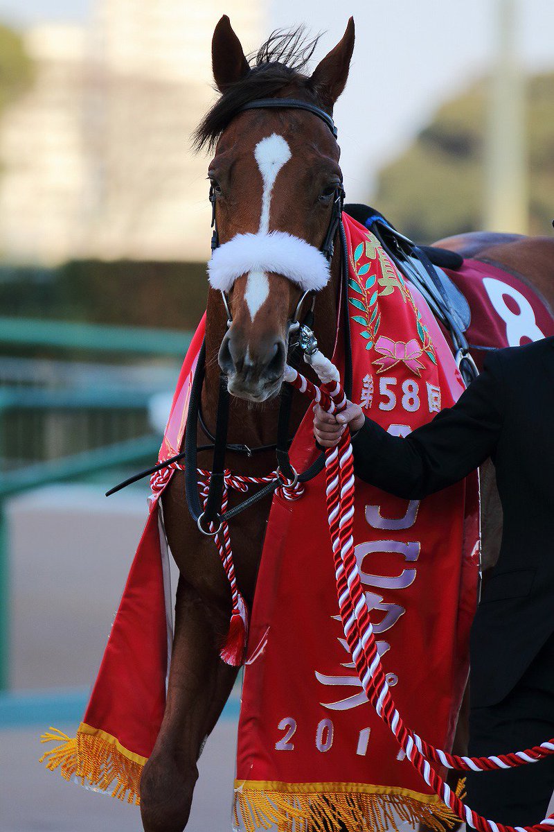 manachi ☆ on Twitter: "2017.1.22 中山 11R(AJCC) タンタアレグリア 初重賞制覇おめでとうございました♪ しかし…顔が整いすぎていてまぶしい°˖ (⁰ ...