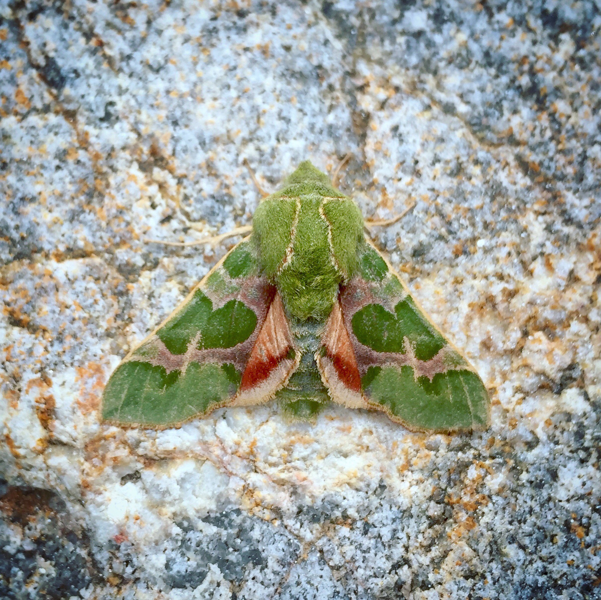 Green Sphinx Moth