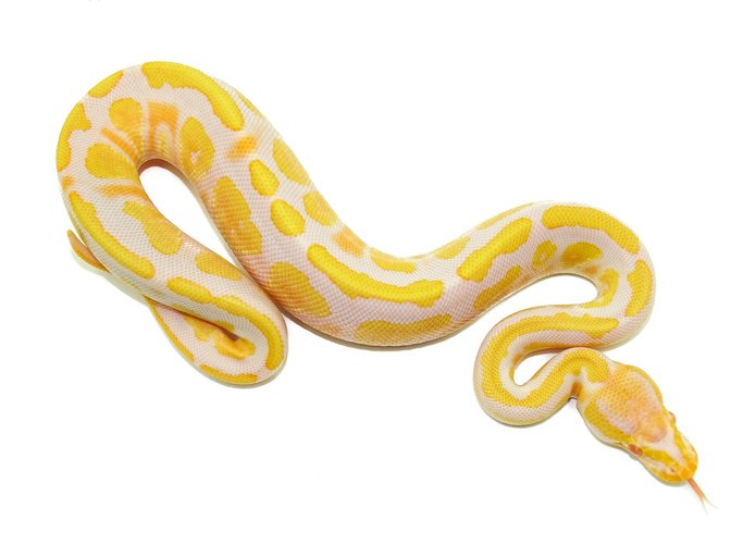 Mahogany Ball Python Morphs