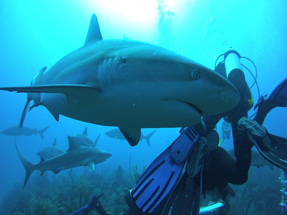 This Cuban reef is one of the world’s most beautiful ecosystems, and an ...