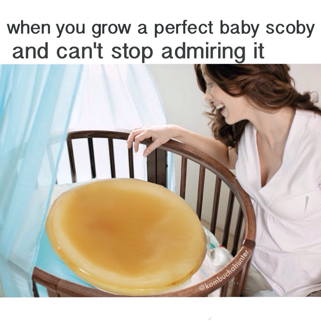 Funny Kombucha Memes Pancakes Work Kombucha Girl Meme Generator