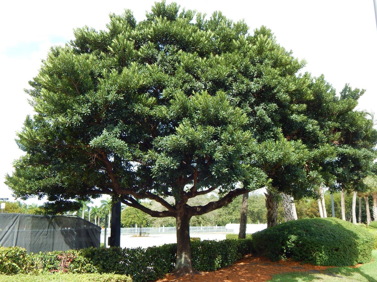 Japanese Blueberry Tree
