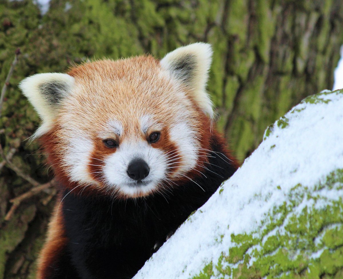 Red Panda in the snow at Whipsnade Zoo. : r/redpandas