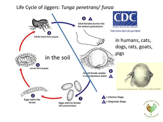Tunga Penetrans Flea