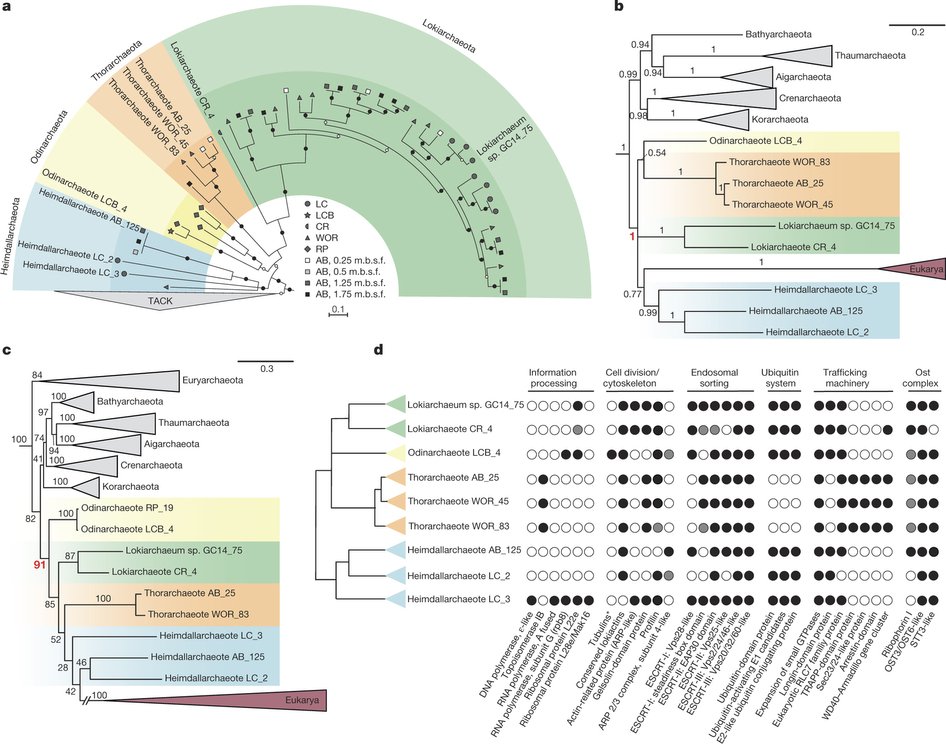 The Asgard superphylum are described, offering insights into the ...