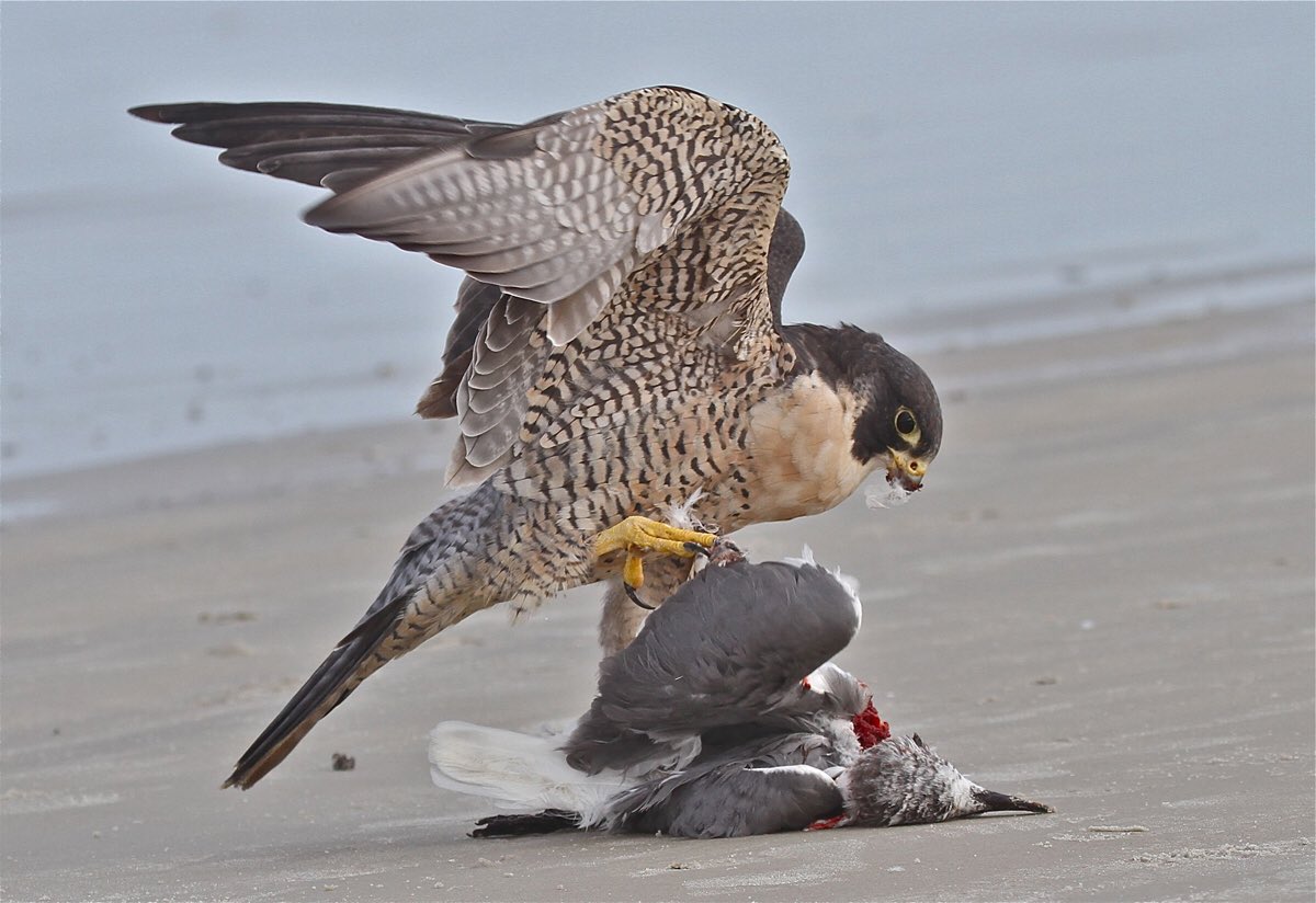 Falcon Hawk Eating