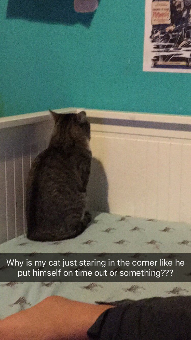 Time Out Cat Meme Best Cat Memes Of All Time | World's Best Cat Litter