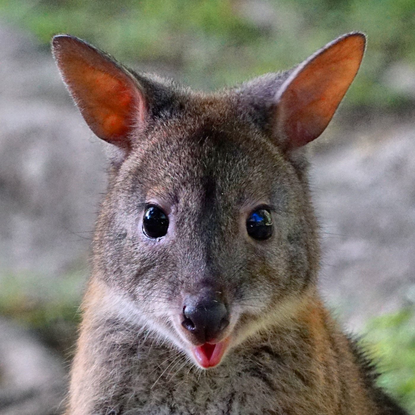 Newborn Pademelon