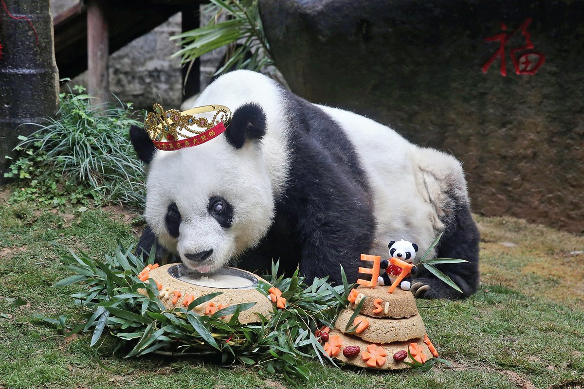 Basi, la panda gigante más longeva del mundo en cautiverio, celebra con ...