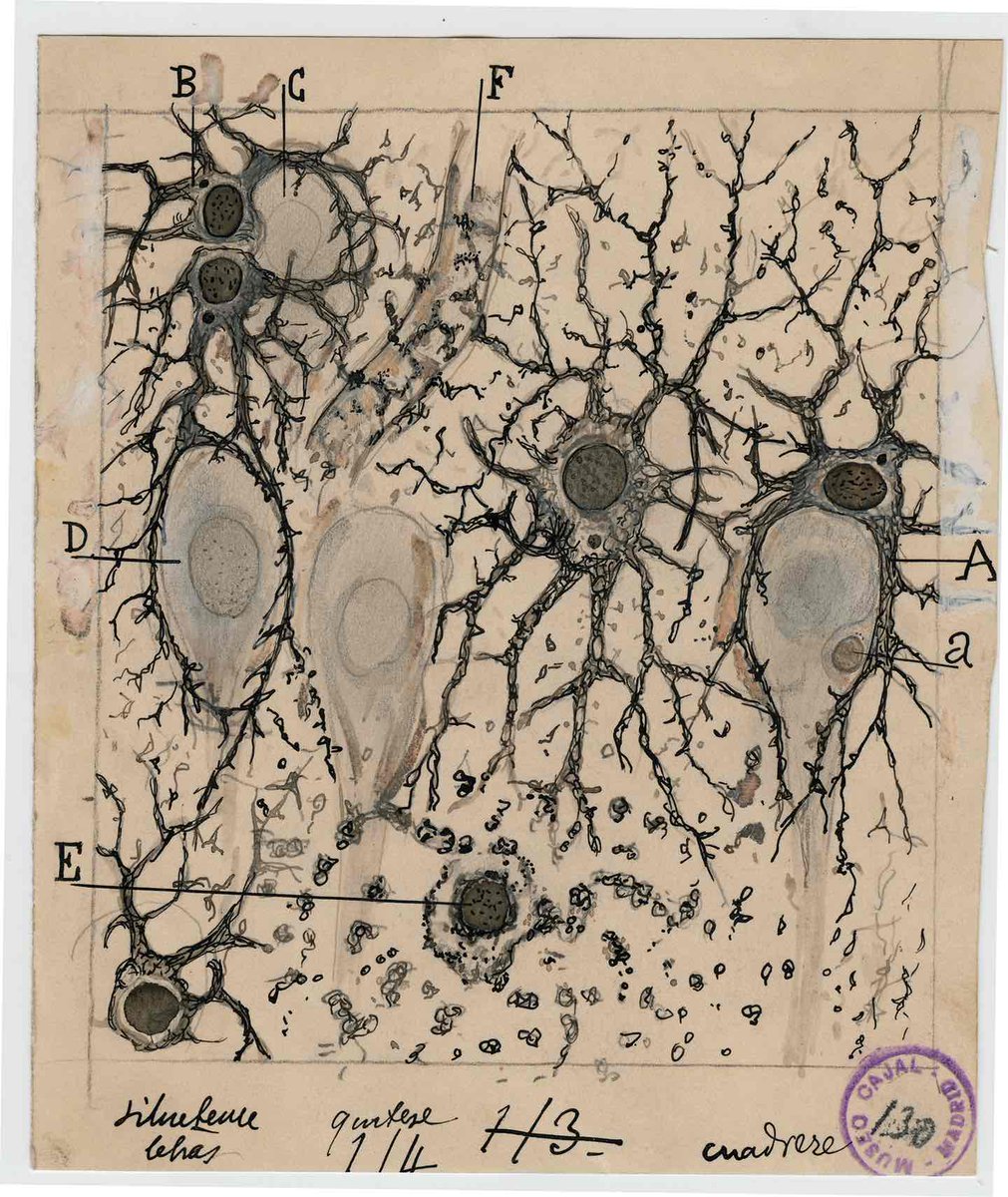 Astrocitos del hipocampo cerebral. Los astrocitos son células gliales ...