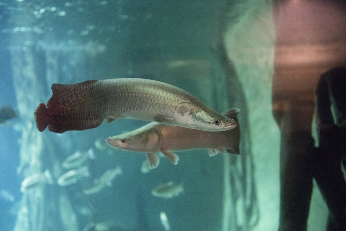 Arapaima Fish Aquarium