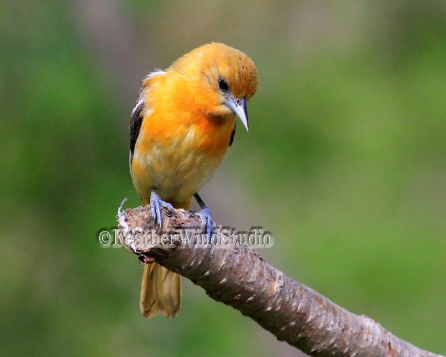 Bright Orange Bird
