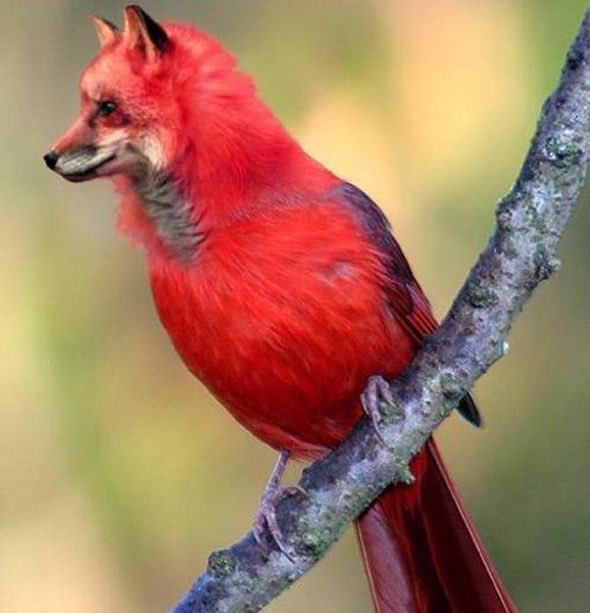 Birds With Dog Heads