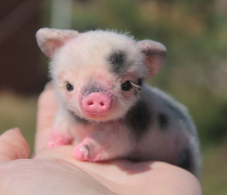 Baby Pig