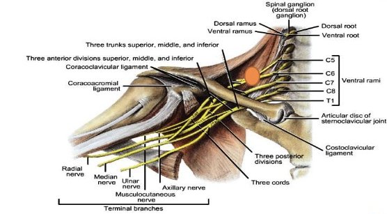 Erb Point S Anatomy