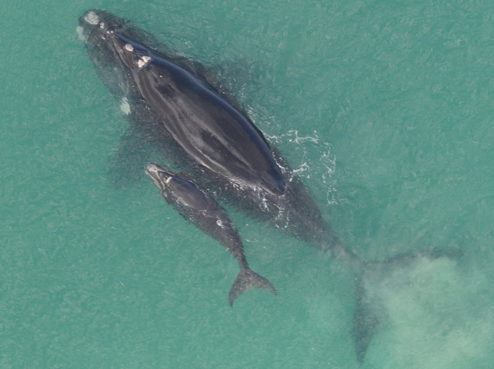 Southern Right Whale Testicles