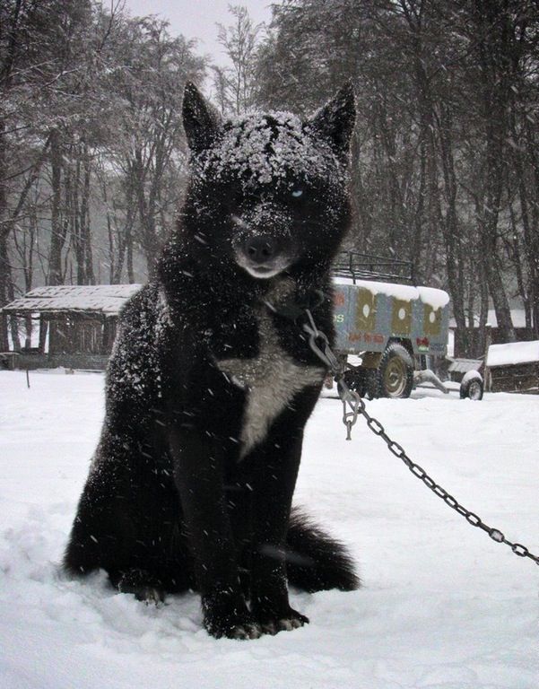 Black Wolf Dog Hybrid Puppies