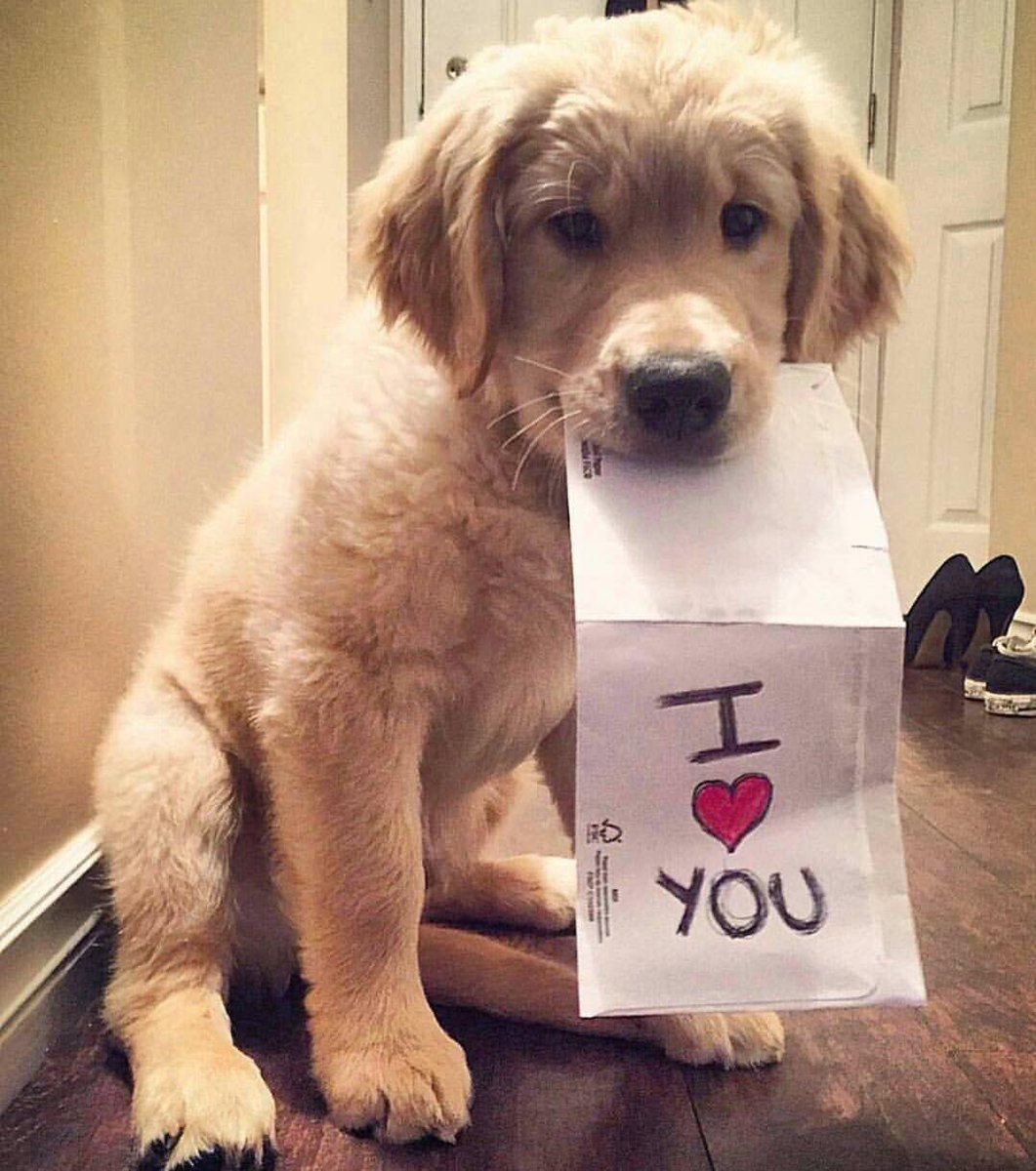 I Love You Too Dog