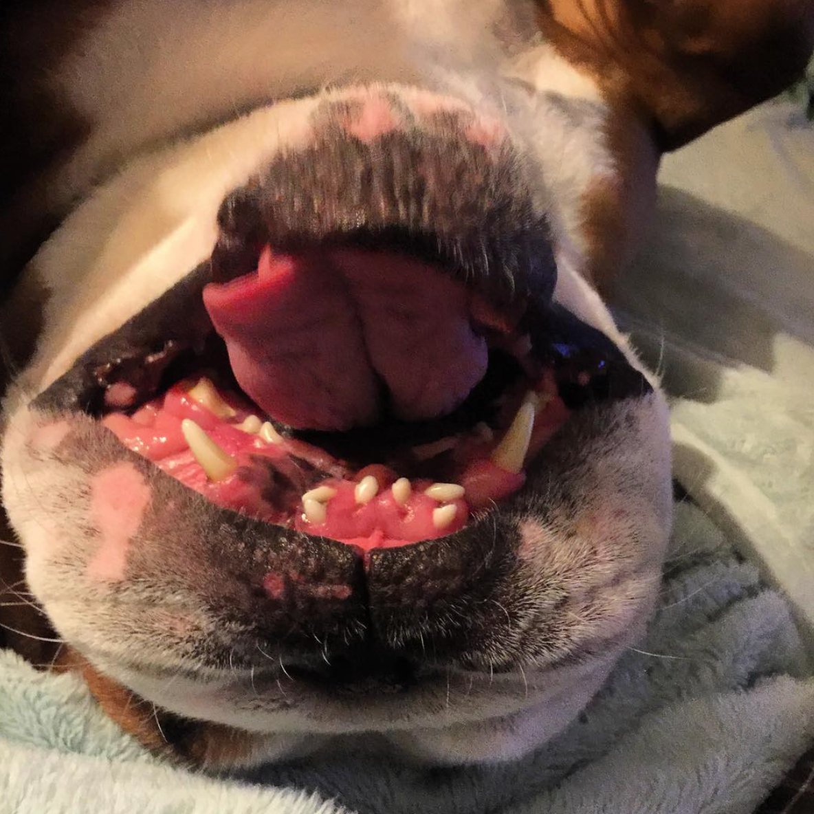 English Bulldog Mouth