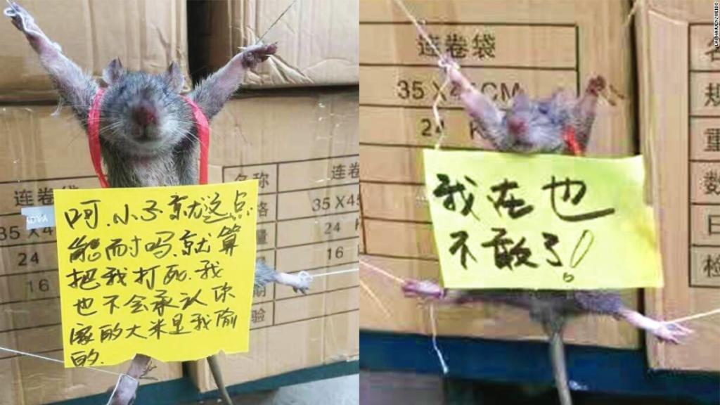 Chinese web users react after a photo of a publicly shamed rat went ...