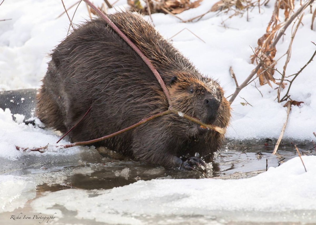 Two Beavers: Latest news, Breaking headlines and Top stories, photos ...