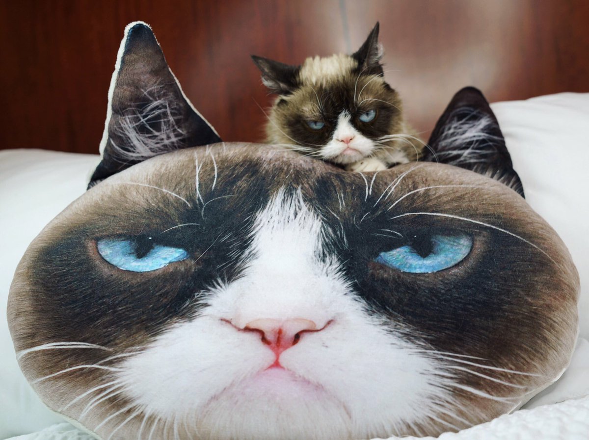 Grumpy Cat Tumblr