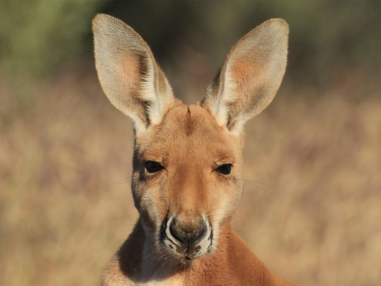 Kangaroo Ears