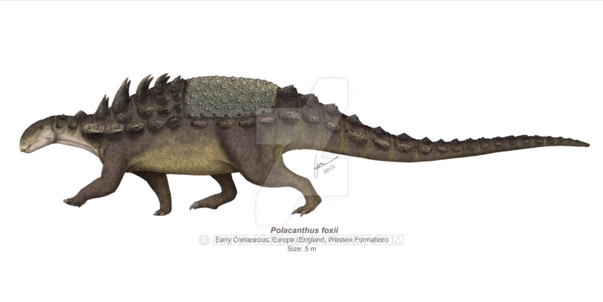 Polacanthus