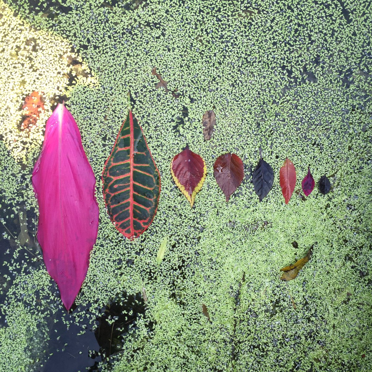 Non Green Plants Names