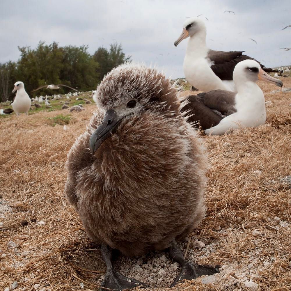 Fluffy baby albatross chick! Awwww!! stayingsaneinchallengingtimes ...