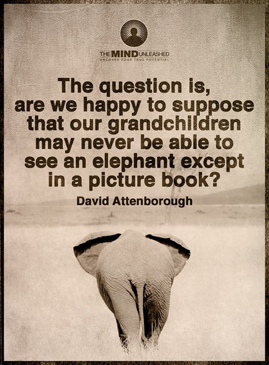 Animal Poaching Quotes